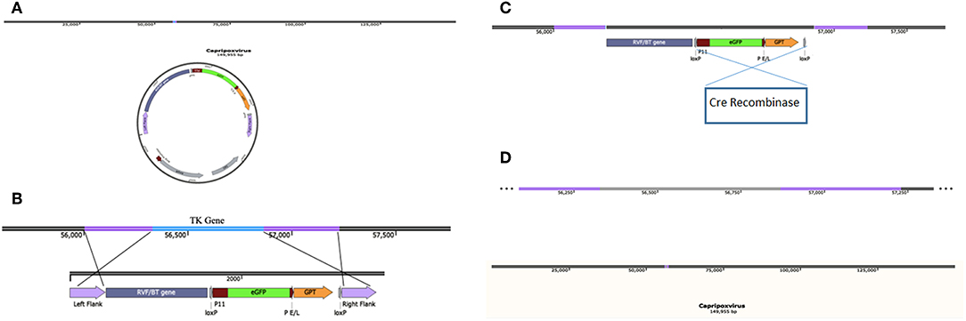 Frontiers | Potential of Using Capripoxvirus Vectored Vaccines Against ...