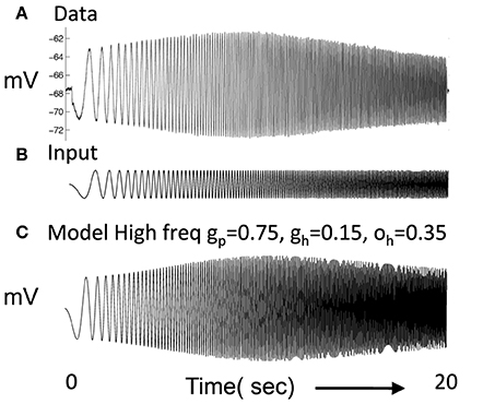 Frontiers | Grid cell firing patterns may arise from feedback ...