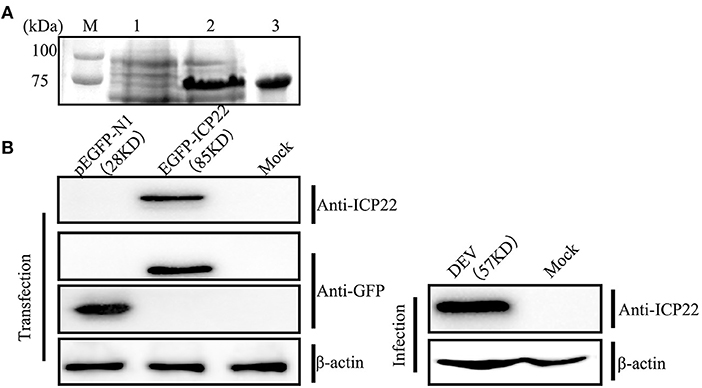 Frontiers | Duplicate US1 Genes of Duck Enteritis Virus Encode a Non ...