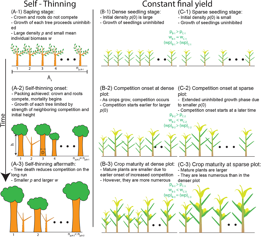 Frontiers | Recovering the Metabolic, Self-Thinning, and Constant Final ...
