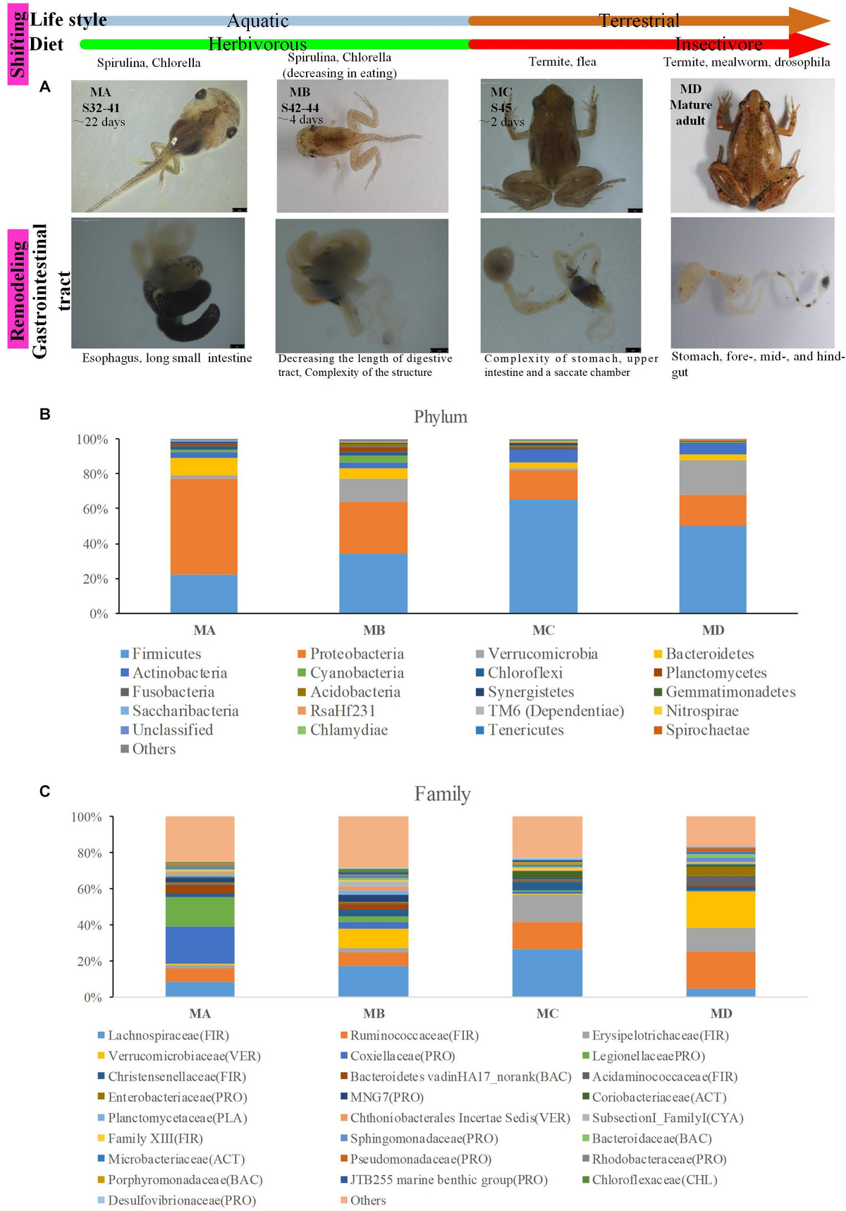 Frontiers | The Changes in the Frog Gut Microbiome and Its Putative ...