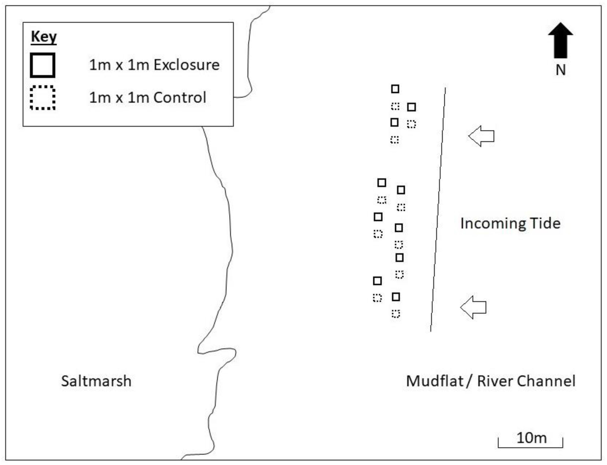 Frontiers | Shorebirds Affect Ecosystem Functioning on an Intertidal ...