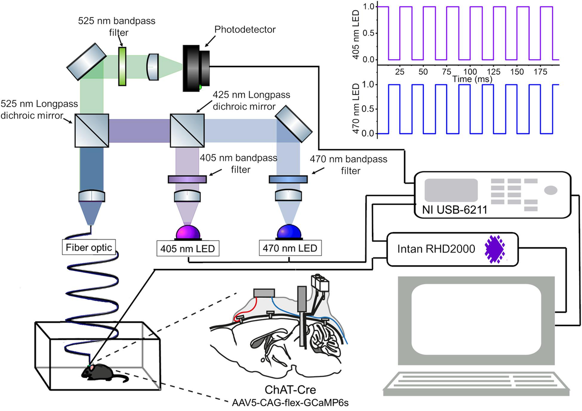 Frontiers | Simultaneous Electrophysiology and Fiber Photometry in ...