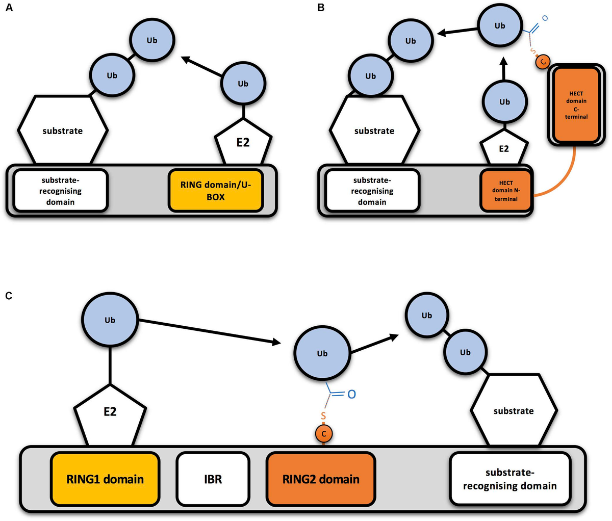 Frontiers How To Inactivate Human Ubiquitin E3 Ligases By Mutation