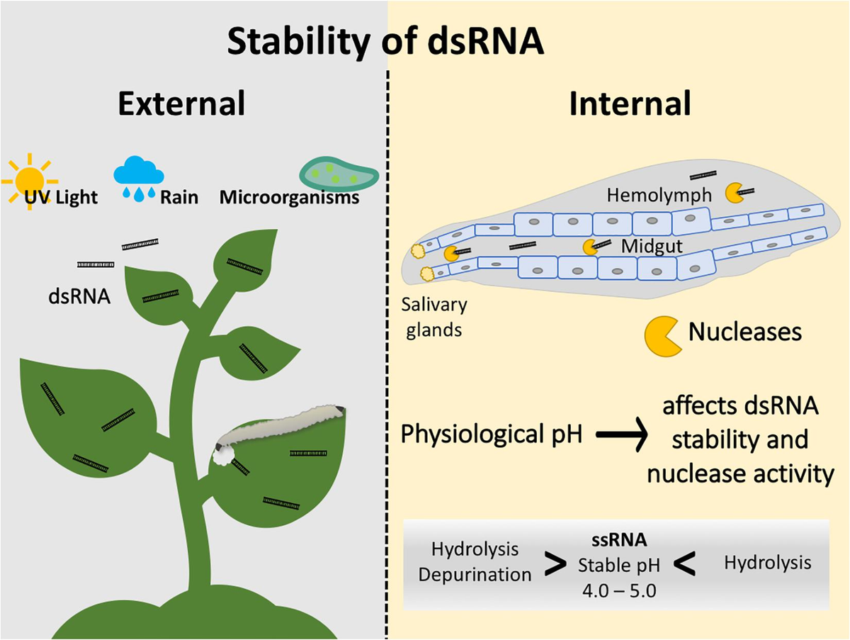 Frontiers | Double-Stranded RNA Technology to Control Insect Pests ...