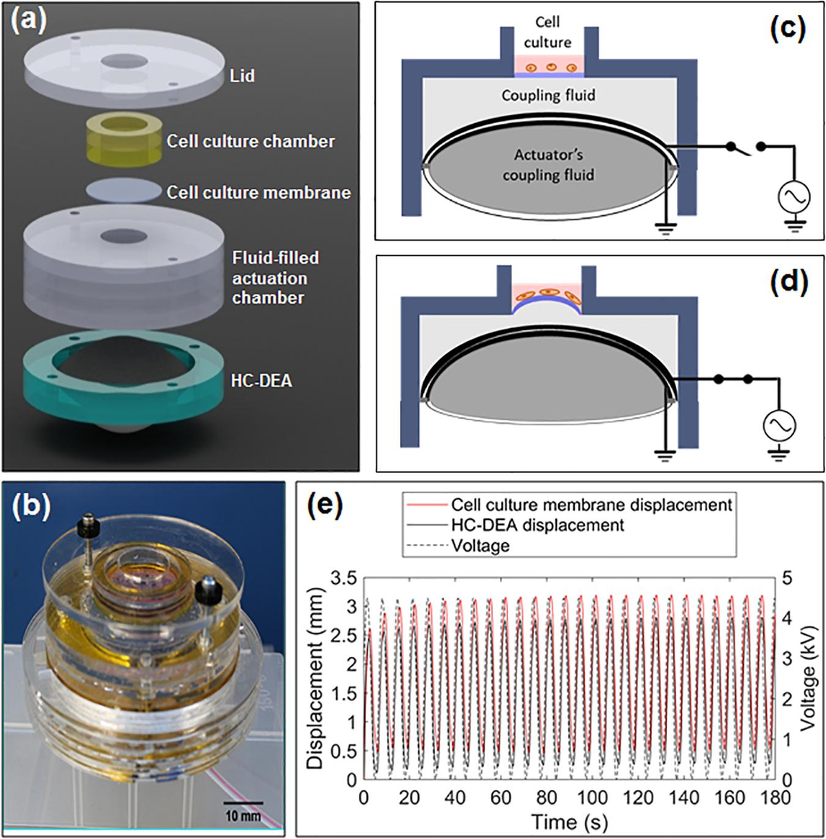 Frontiers | Bioreactor With Electrically Deformable Curved Membranes ...