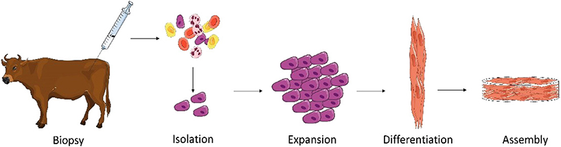 Frontiers | Microcarriers for Upscaling Cultured Meat Production