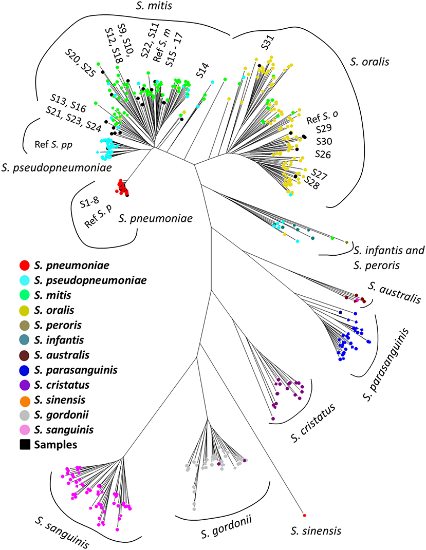 Frontiers | Rapid and Accurate Species Identification of Mitis Group ...