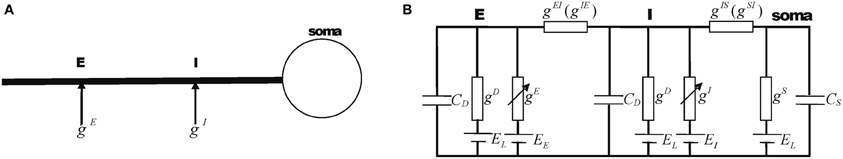 Frontiers | Nonlinear multiplicative dendritic integration in neuron ...