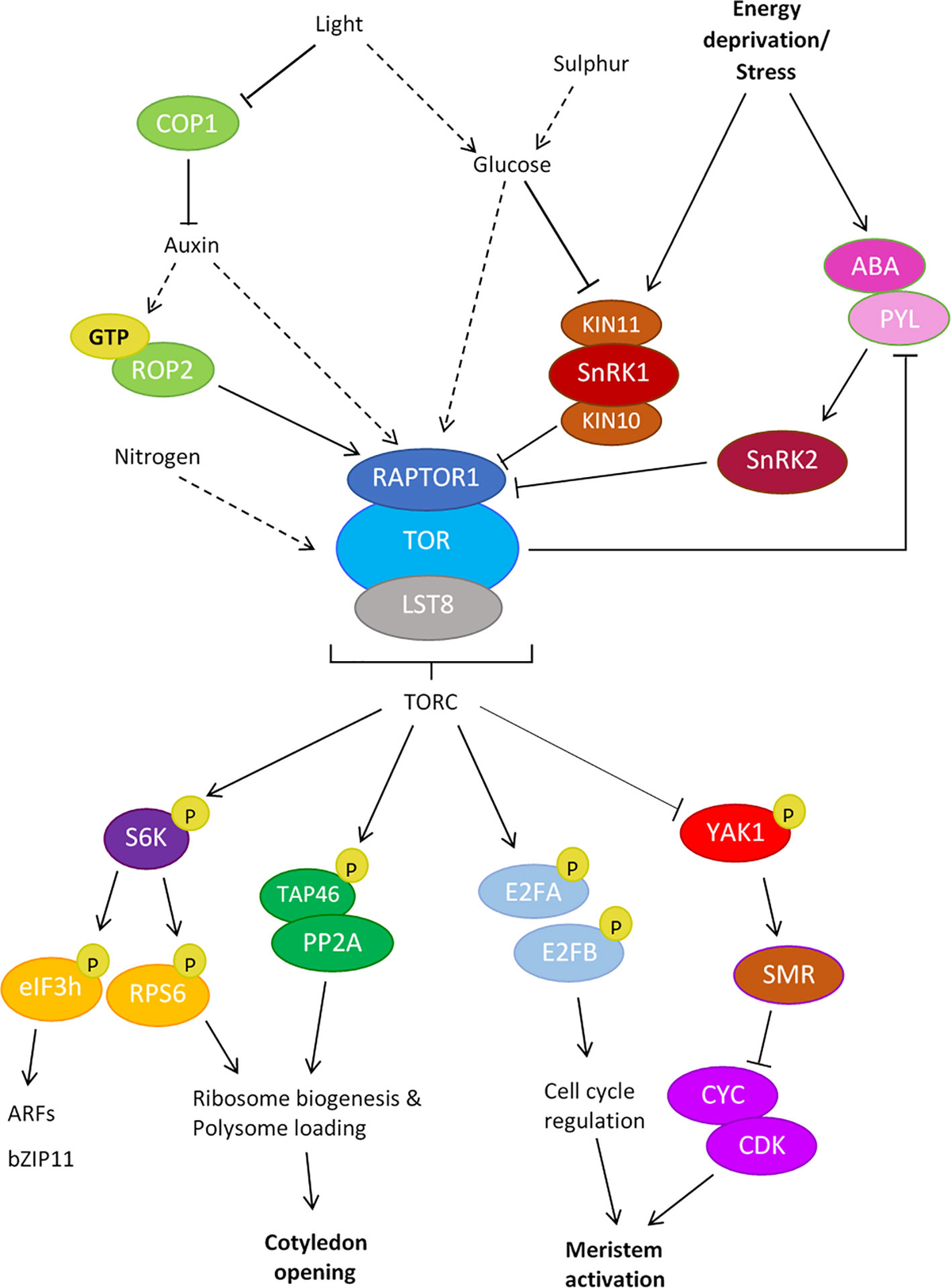 Frontiers | The Importance of TOR Kinase in Plant Development