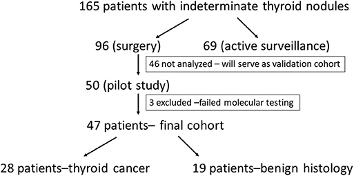 Frontiers | A Novel Risk Stratification System for Thyroid Nodules With ...