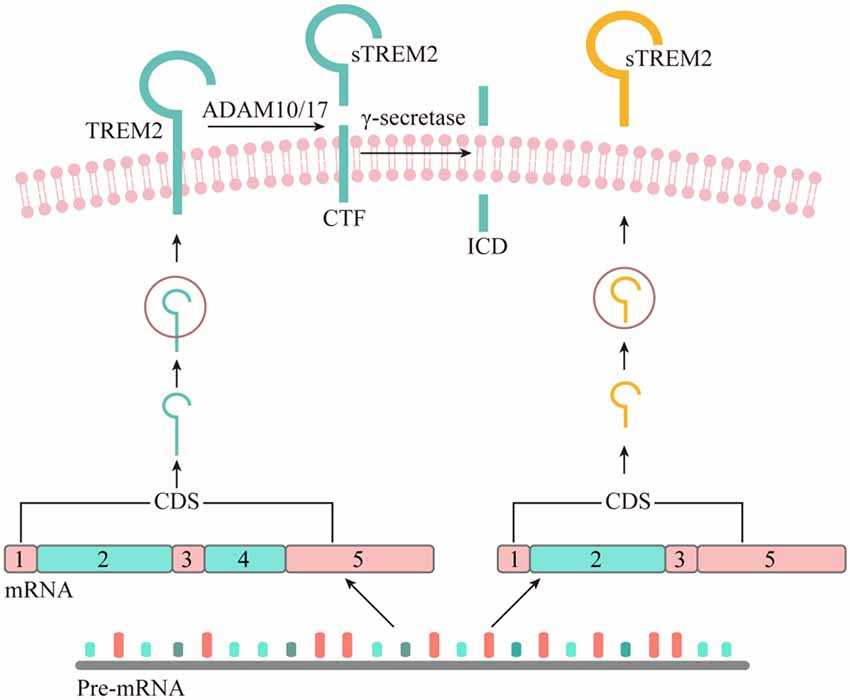 Frontiers | The Emerging Roles and Therapeutic Potential of Soluble ...