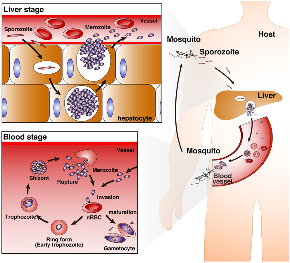 Frontiers | Roles of IFN-γ and γδ T Cells in Protective Immunity ...