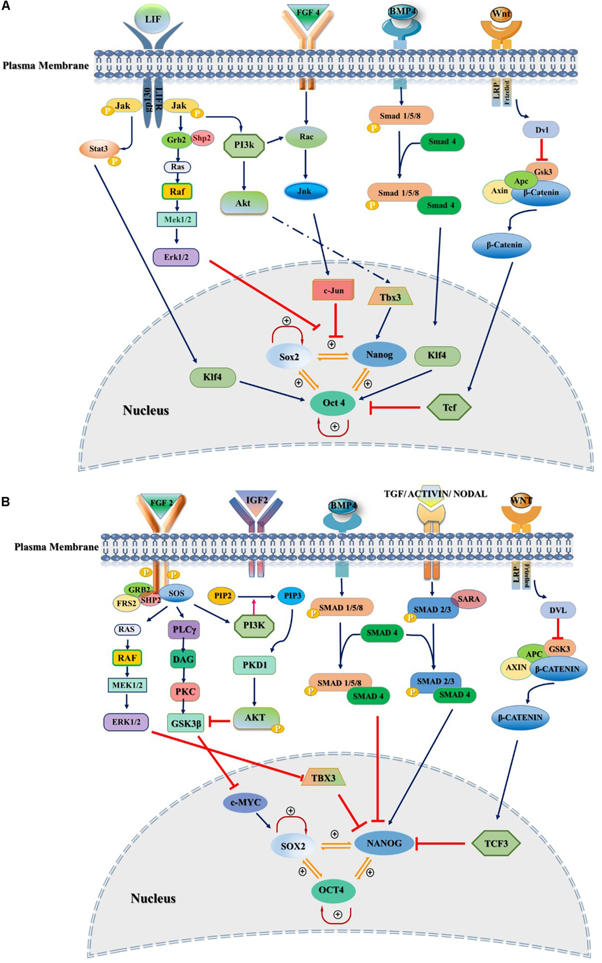 Frontiers | FGF Signaling Pathway: A Key Regulator of Stem Cell ...