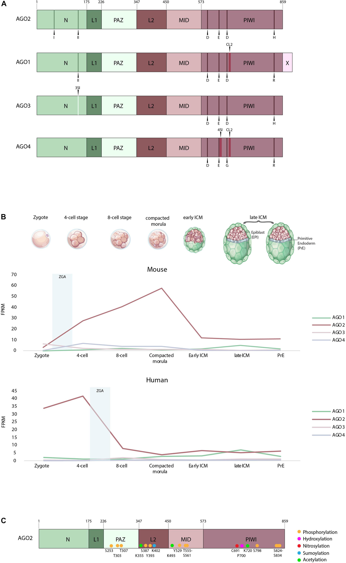 Frontiers | Argonaute Proteins: From Structure to Function in ...
