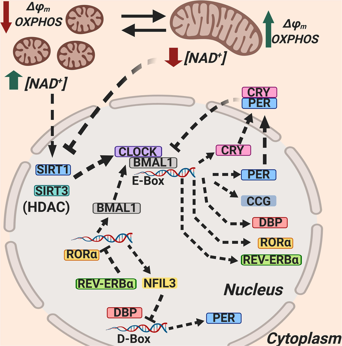 Frontiers | Mitochondria: An Integrative Hub Coordinating Circadian ...