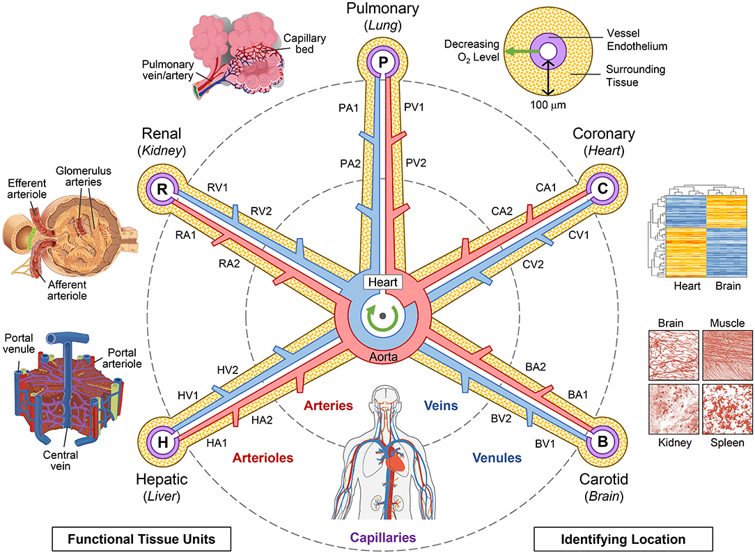 Frontiers | Considerations for Using the Vasculature as a Coordinate ...