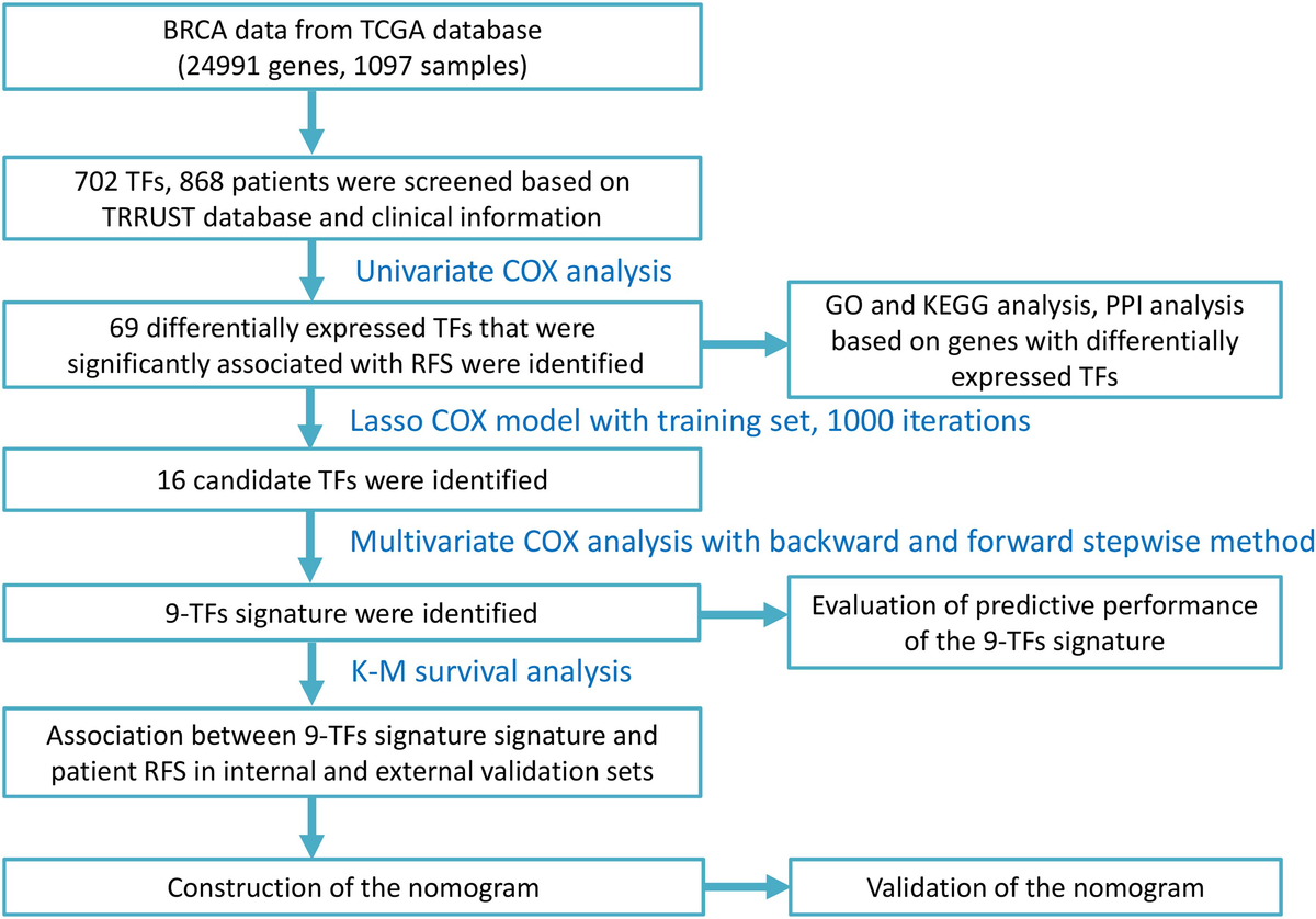 Frontiers | Transcription Factor Profiling to Predict Recurrence-Free Survival in Breast Cancer ...