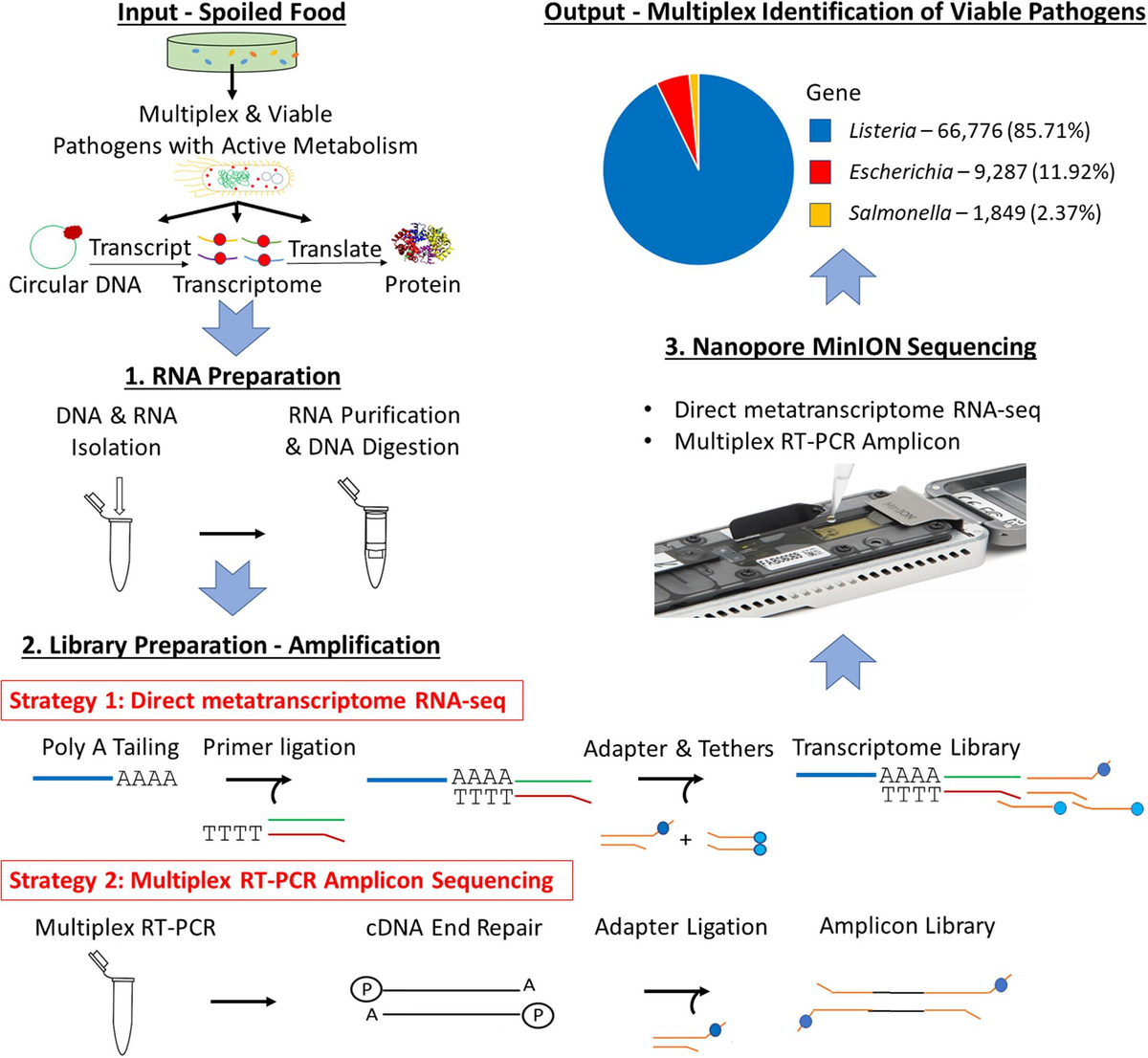 Frontiers | Direct Metatranscriptome RNA-seq and Multiplex RT-PCR ...