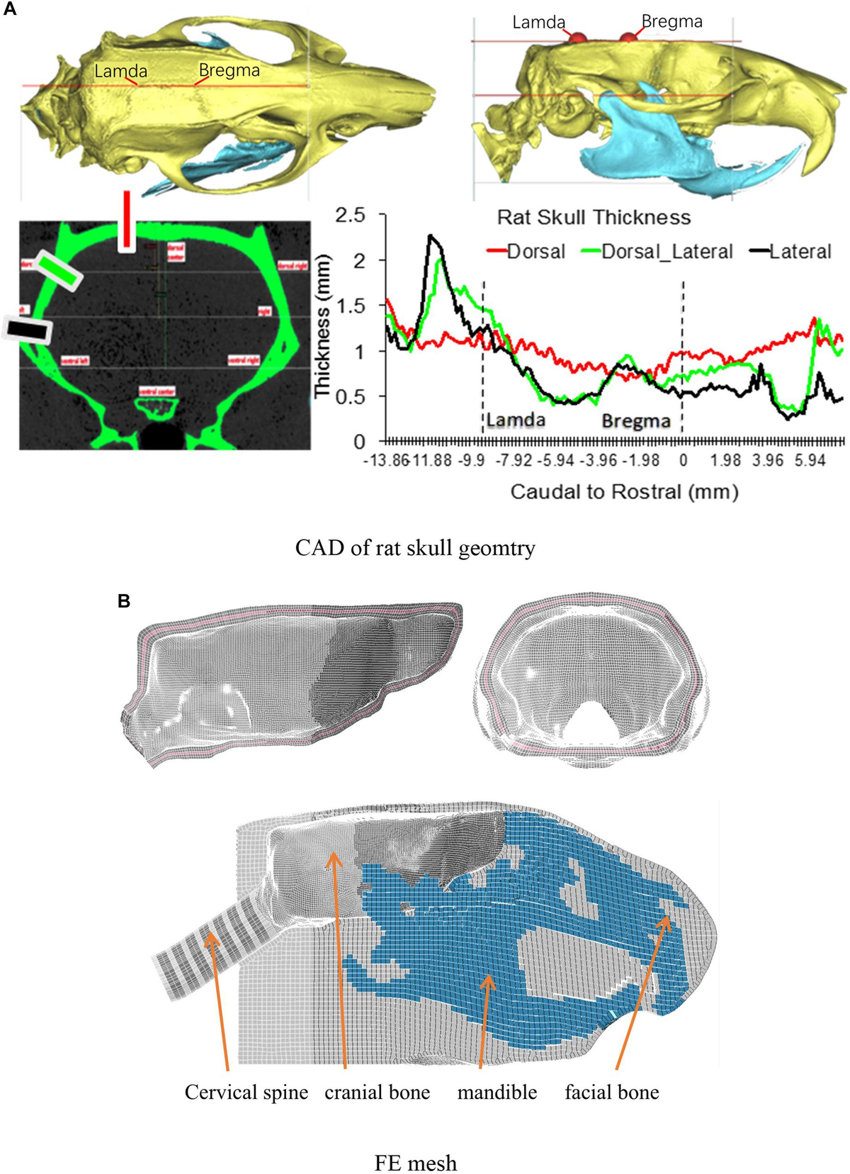 Frontiers | Investigate the Variations of the Head and Brain Response ...