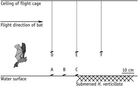 Frontiers | Behavioral flexibility of the trawling long-legged bat ...