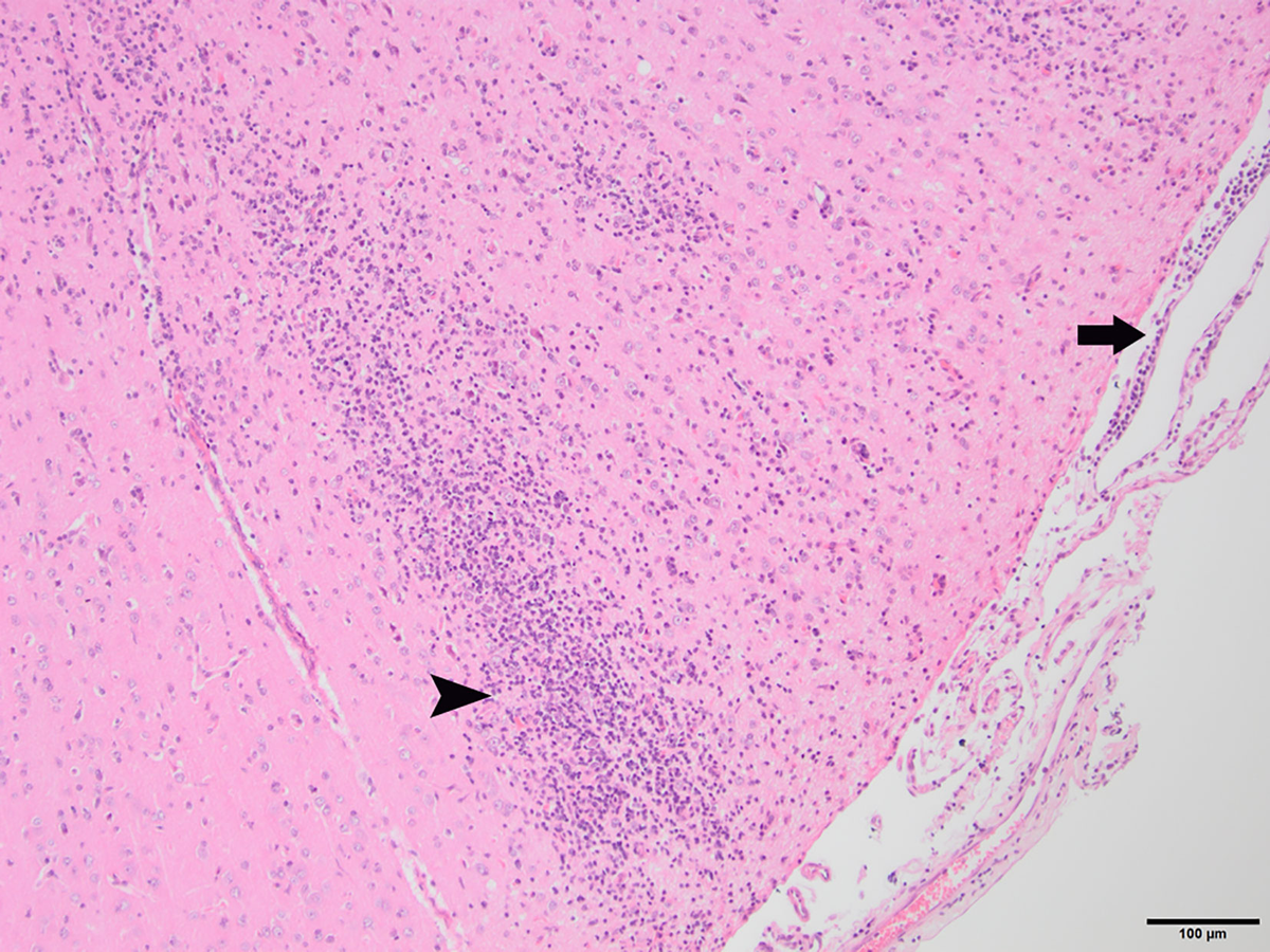 Frontiers | Infectious Causation of Abnormal Host Behavior: Toxoplasma ...