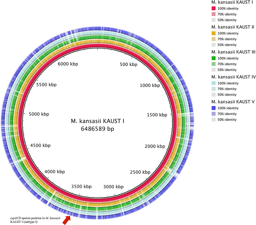 Frontiers Comparative Genomic And Transcriptomic Analyses Of