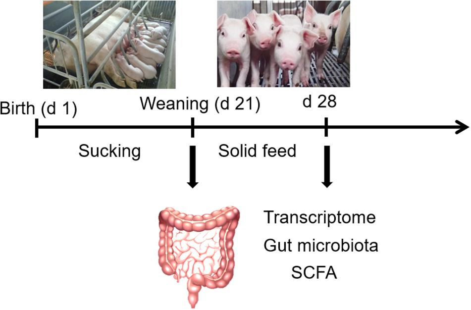 Frontiers | Weaning Alters Intestinal Gene Expression Involved in ...