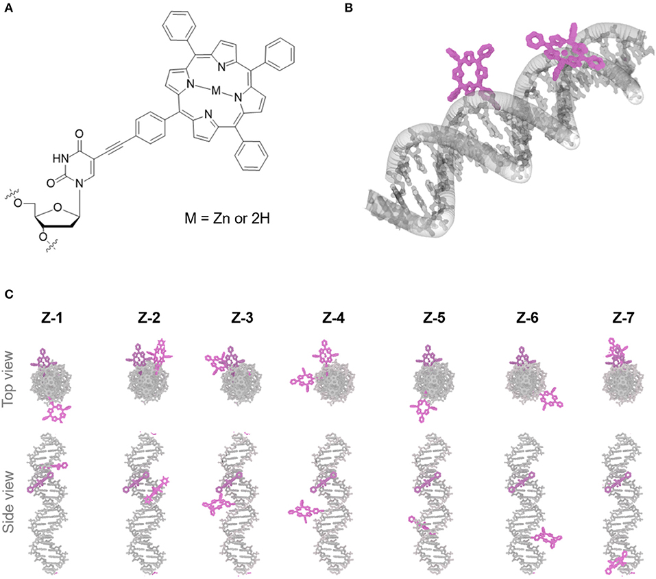 Frontiers | A Porphyrin-DNA Chiroptical Molecular Ruler With Base Pair ...