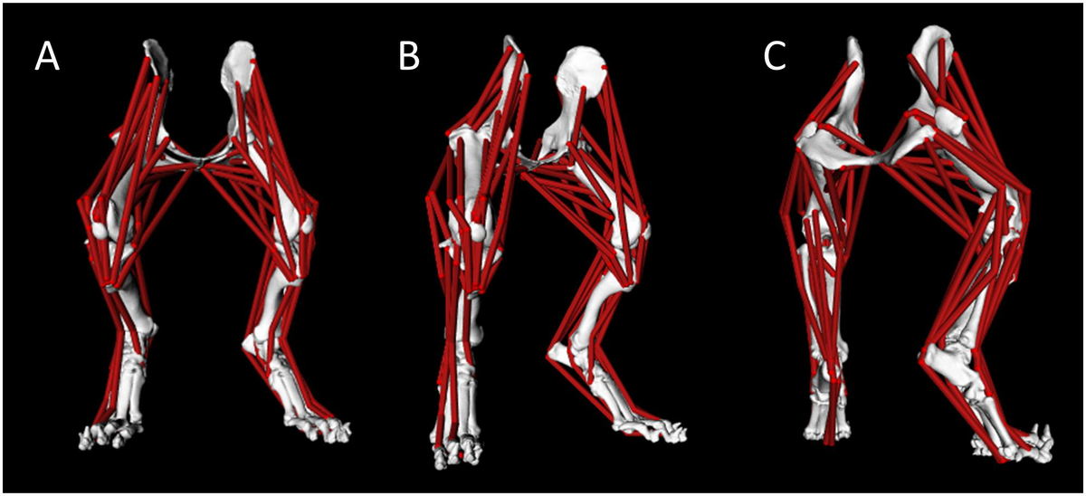 Frontiers | Development of a Canine Rigid Body Musculoskeletal Computer ...