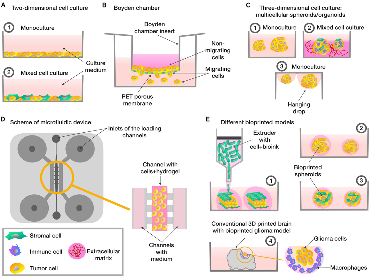 Frontiers | Cell Culture Based in vitro Test Systems for Anticancer ...