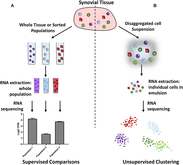 Frontiers | New Developments in Transcriptomic Analysis of Synovial Tissue