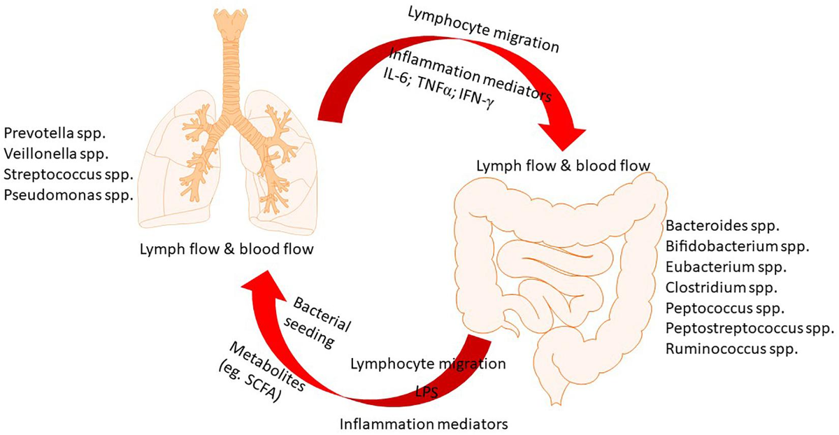 Frontiers | The Cross-Talk Between Gut Microbiota and Lungs in Common ...