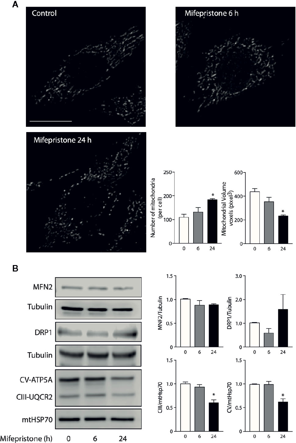 Frontiers | Mifepristone for Treatment of Metabolic Syndrome: Beyond ...