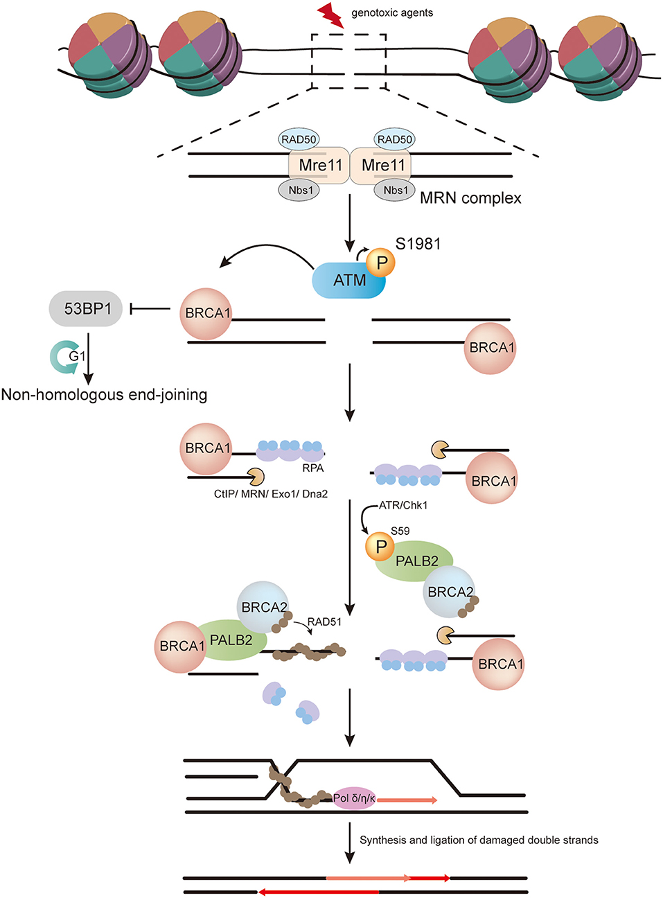 Frontiers | Molecular Mechanisms of PALB2 Function and Its Role in ...