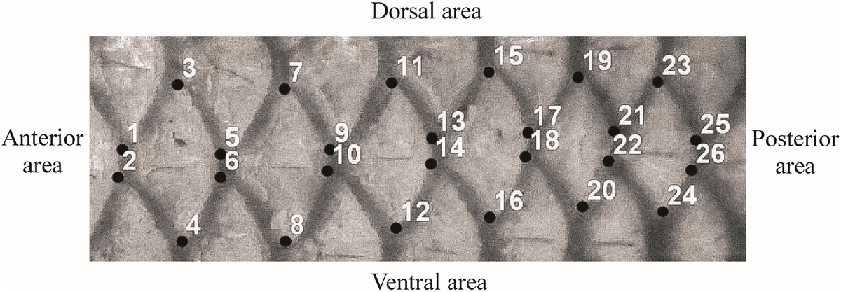 Frontiers | Fish Species Identification Using the Rhombic Squamation ...
