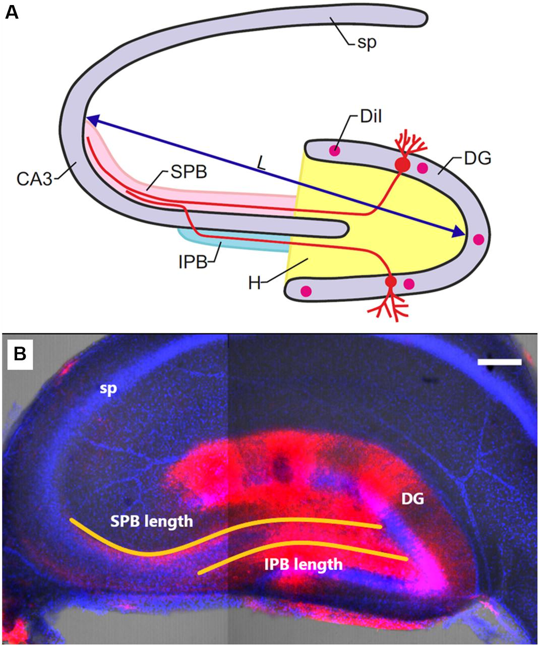 Frontiers | Features of Postnatal Hippocampal Development in a Rat ...