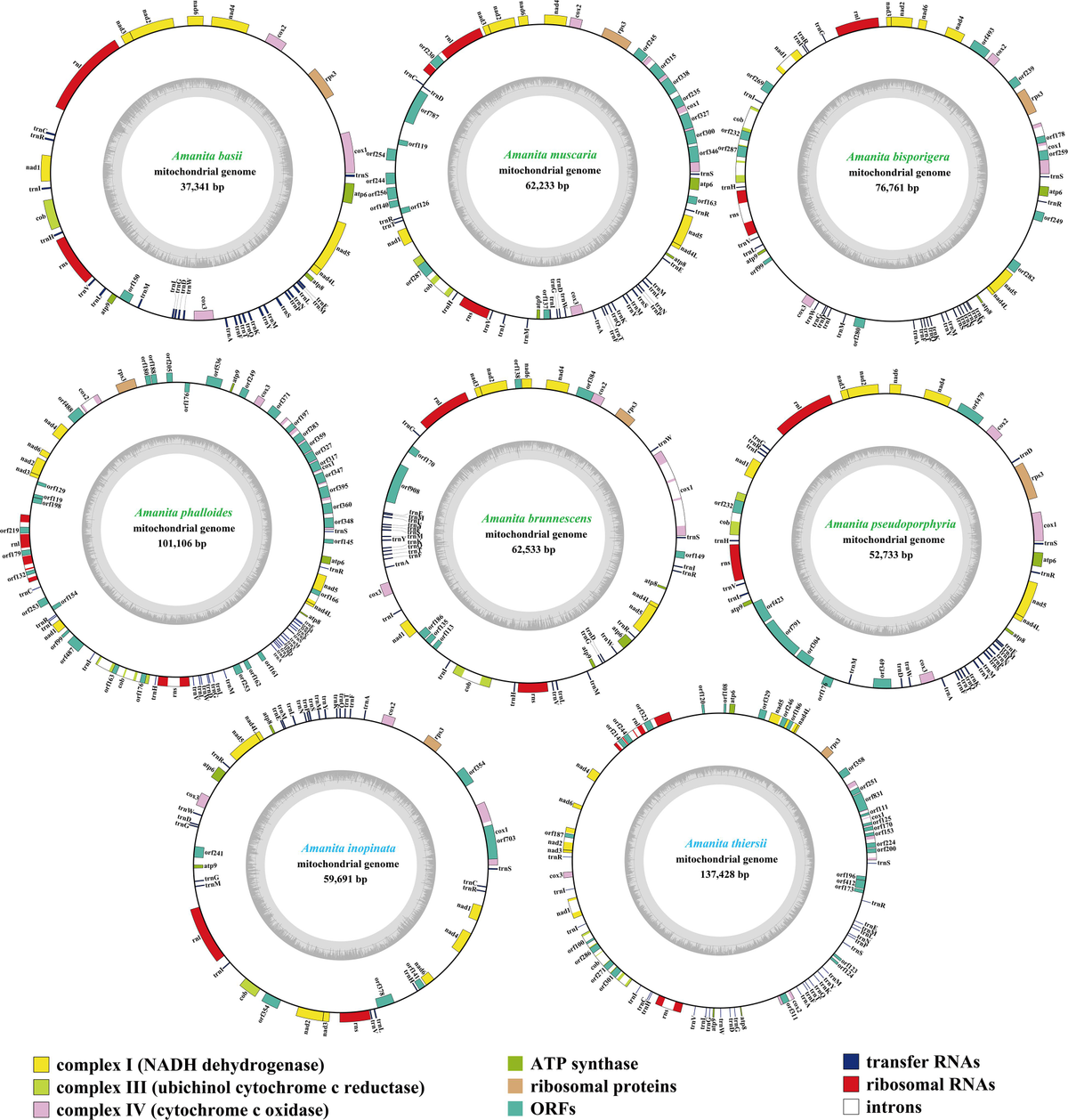 Frontiers | Comparative Mitogenome Analysis Reveals Mitochondrial ...