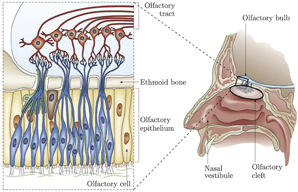 Olfactory Mucosa