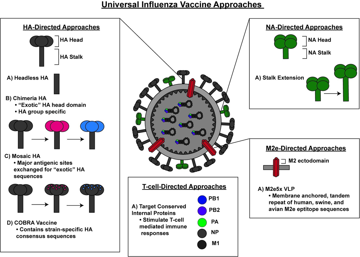 Frontiers | Broadly Protective Strategies Against Influenza Viruses ...