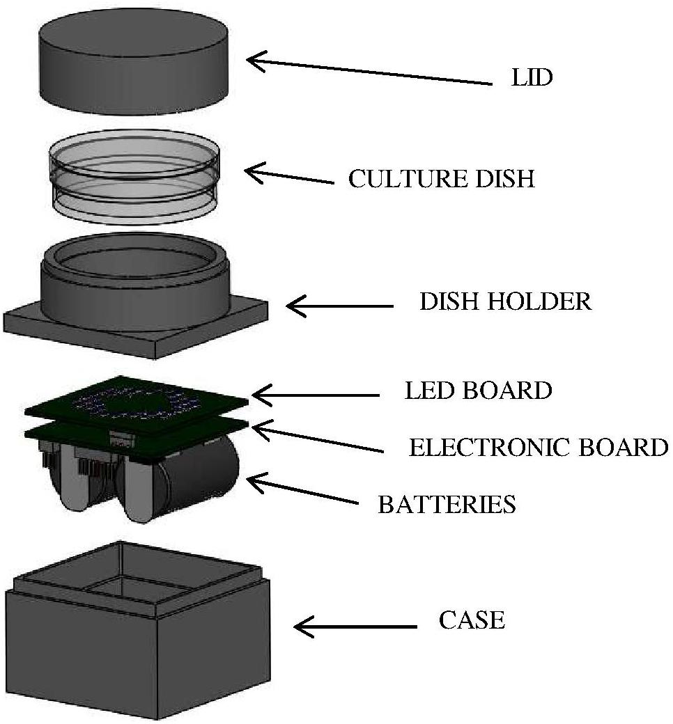 Frontiers | The in vitro Photoinactivation of Helicobacter pylori by a ...