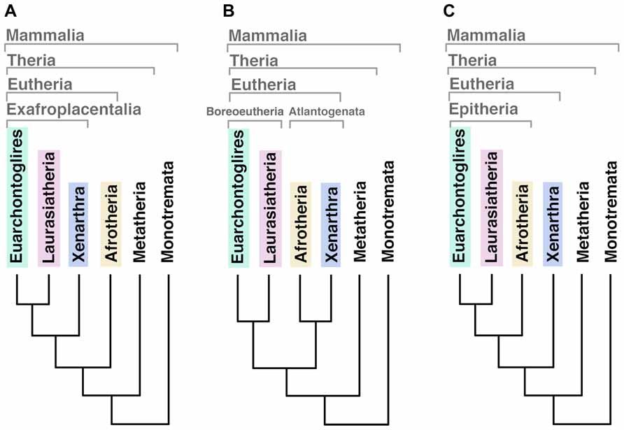Frontiers | Maternal-fetal unit interactions and eutherian neocortical ...