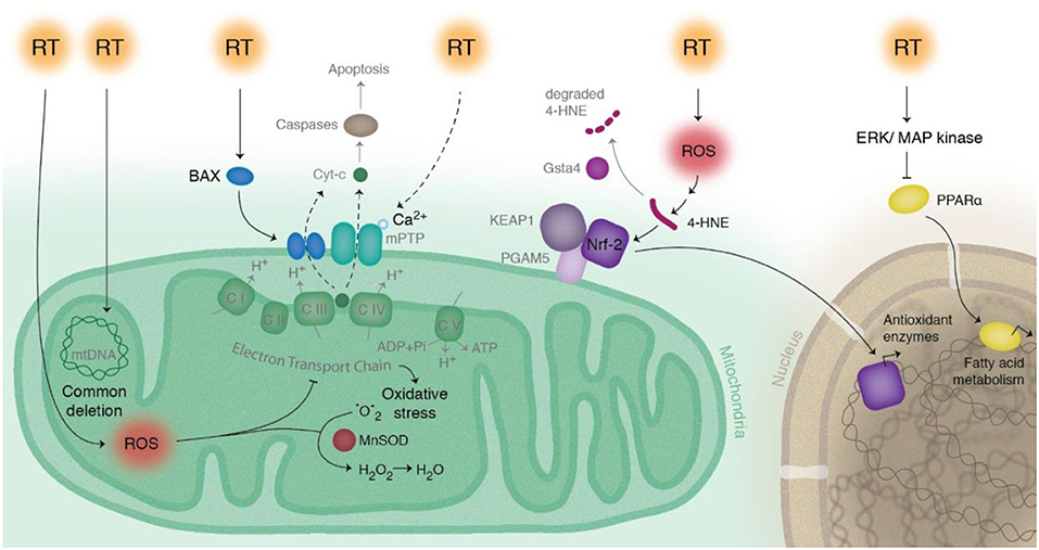 Frontiers | The Role of Mitochondrial Dysfunction in Radiation-Induced ...