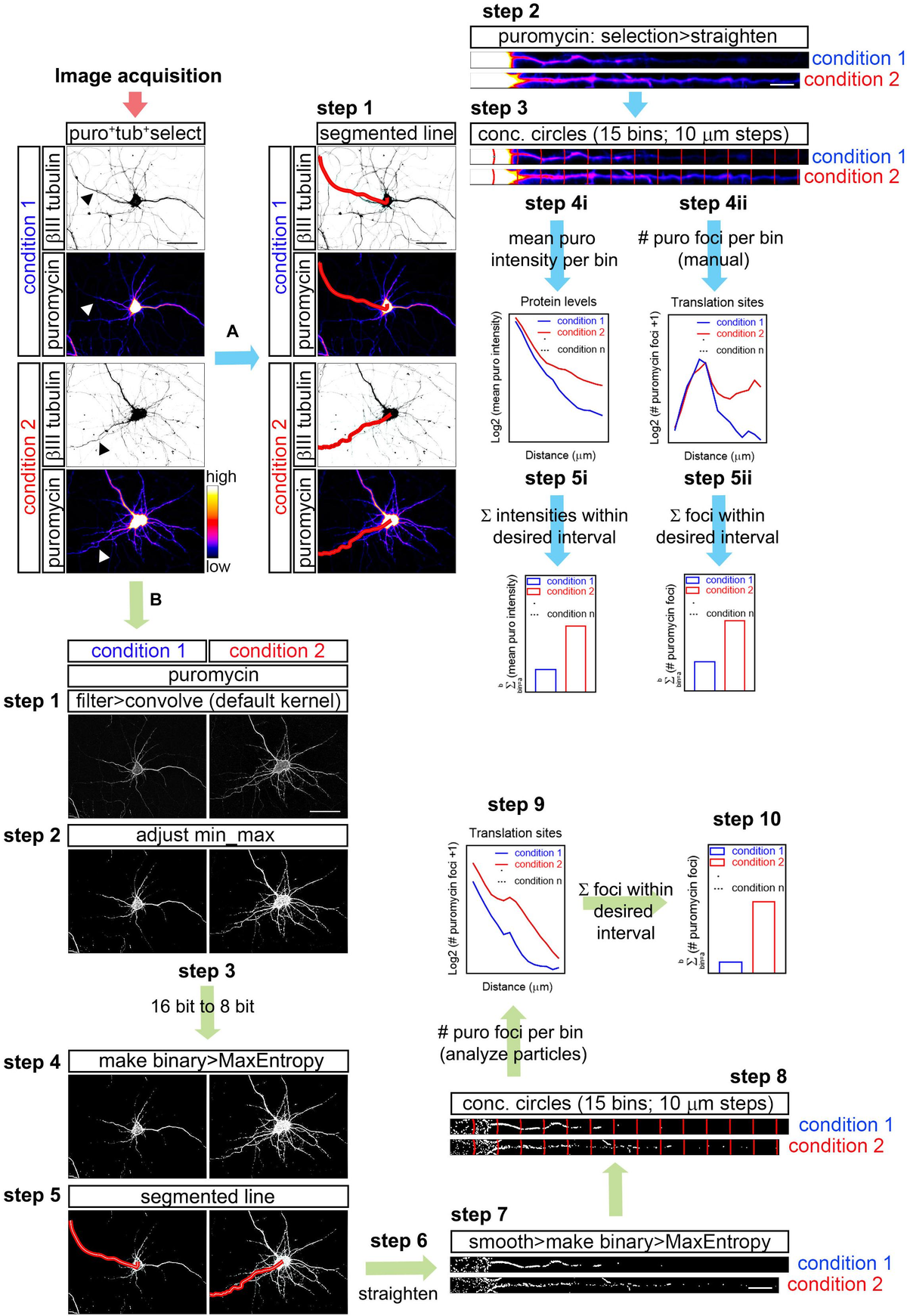Frontiers | Object-Based Analyses in FIJI/ImageJ to Measure Local RNA ...