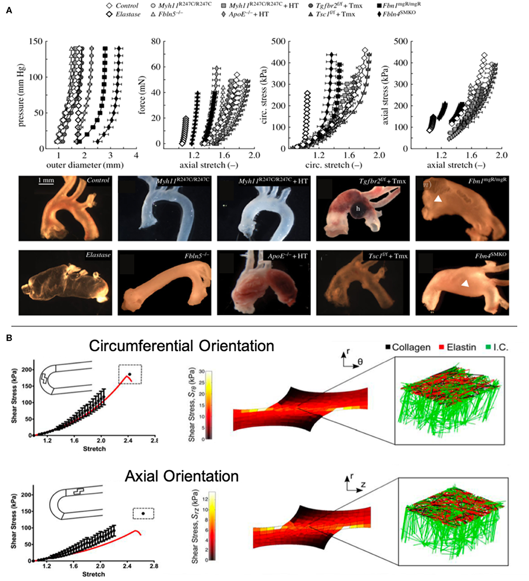 Frontiers | Recent Advances in Biomechanical Characterization of ...