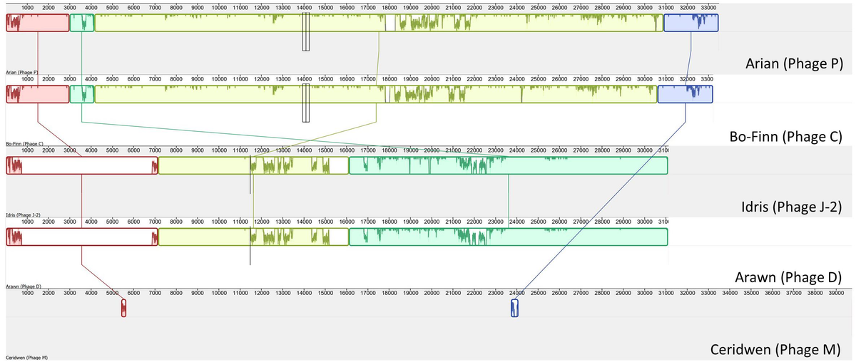 Frontiers | The Isolation and Genome Sequencing of Five Novel ...