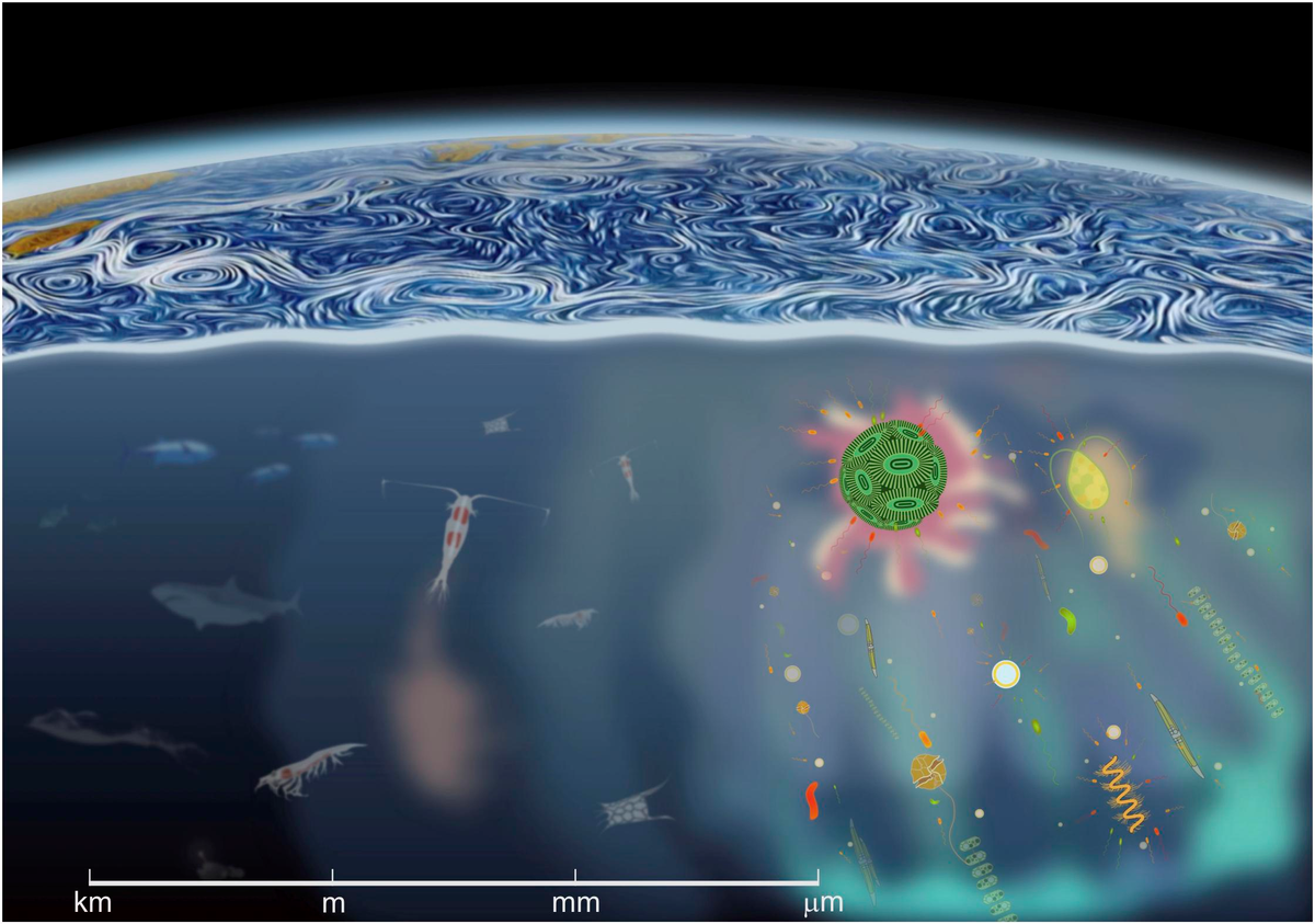 Frontiers | Phytoplankton Orientation in a Turbulent Ocean: A ...