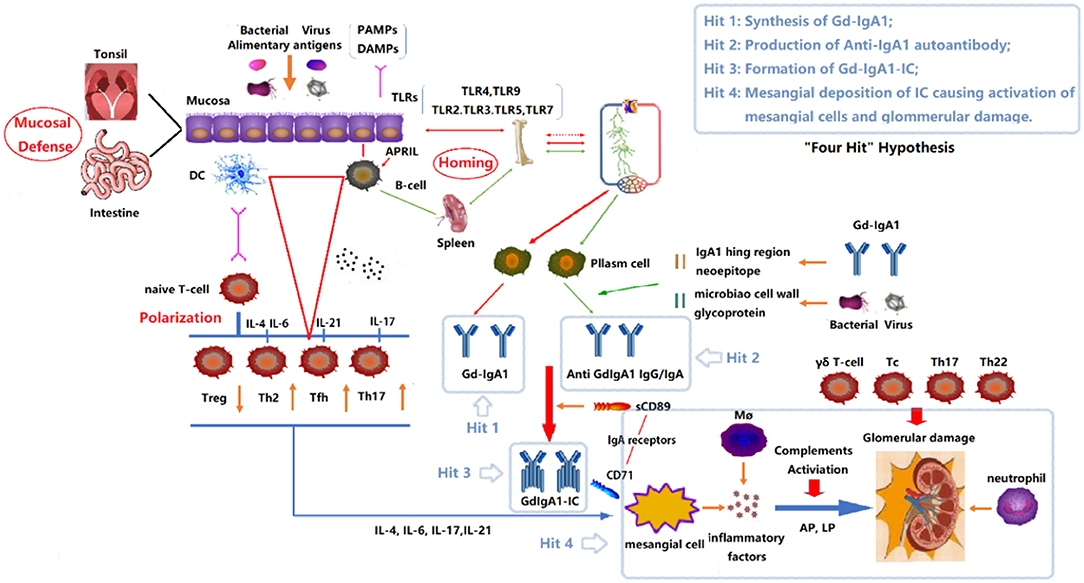 Frontiers | The Role of Immune Modulation in Pathogenesis of IgA ...