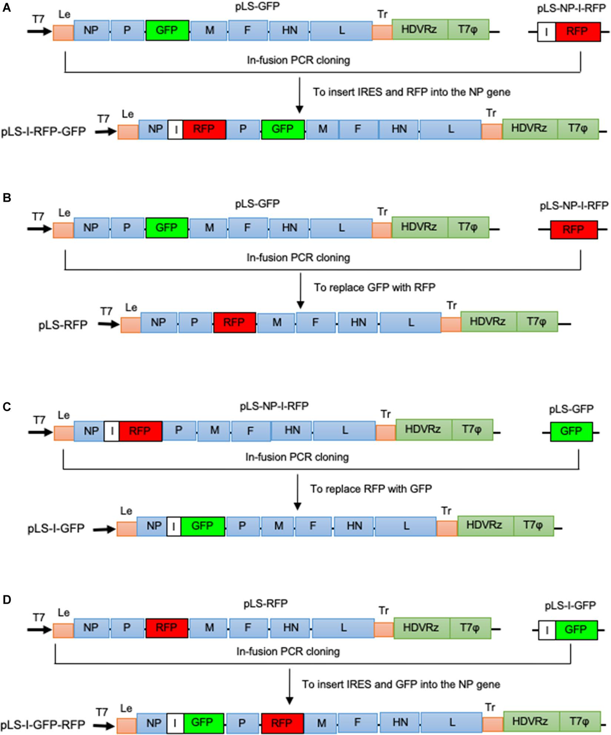 Frontiers | Expression of Two Foreign Genes by a Newcastle Disease ...