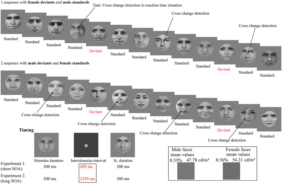 Frontiers | Is it a face of a woman or a man? Visual mismatch ...